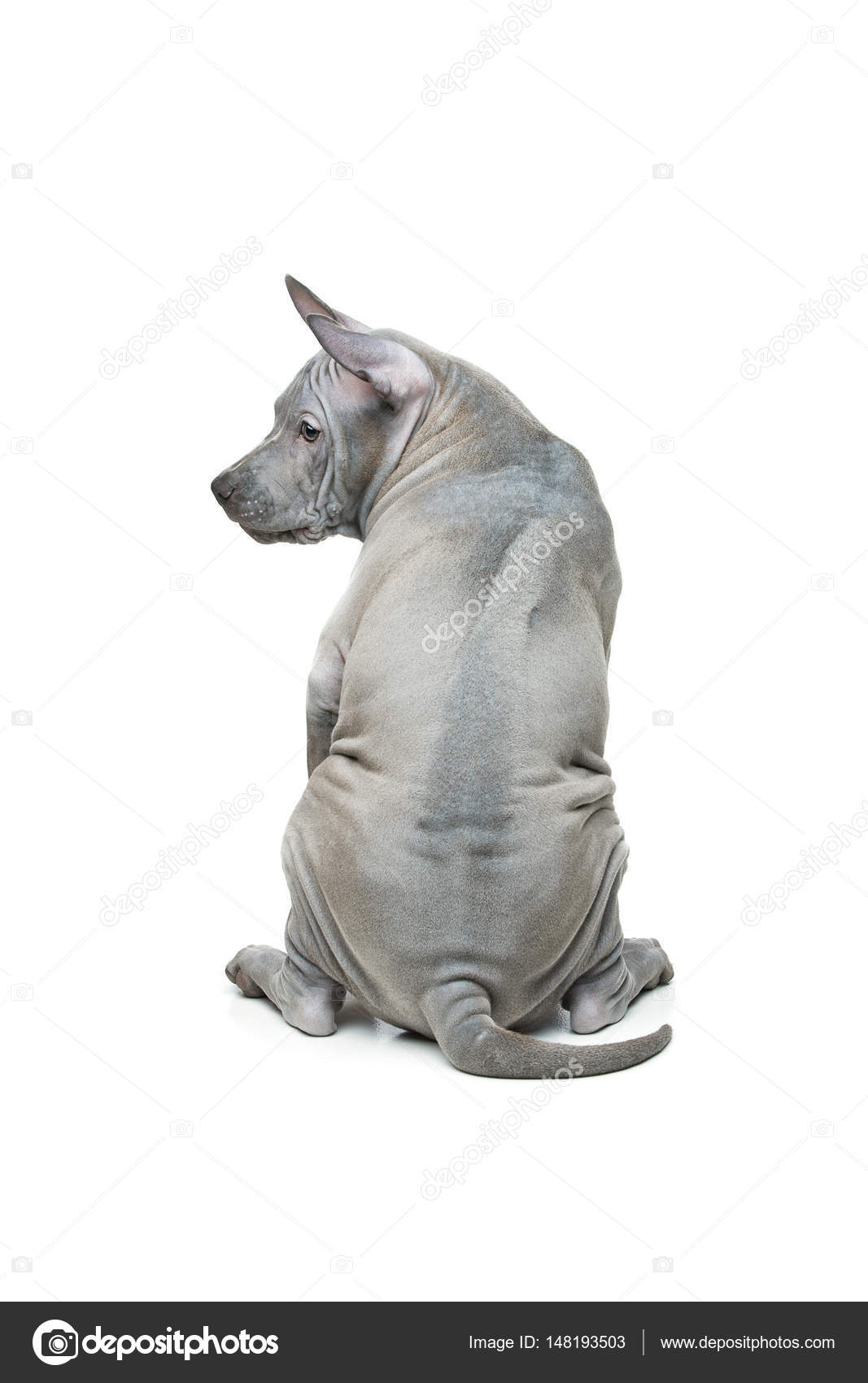Blue Thai Ridgeback Puppies