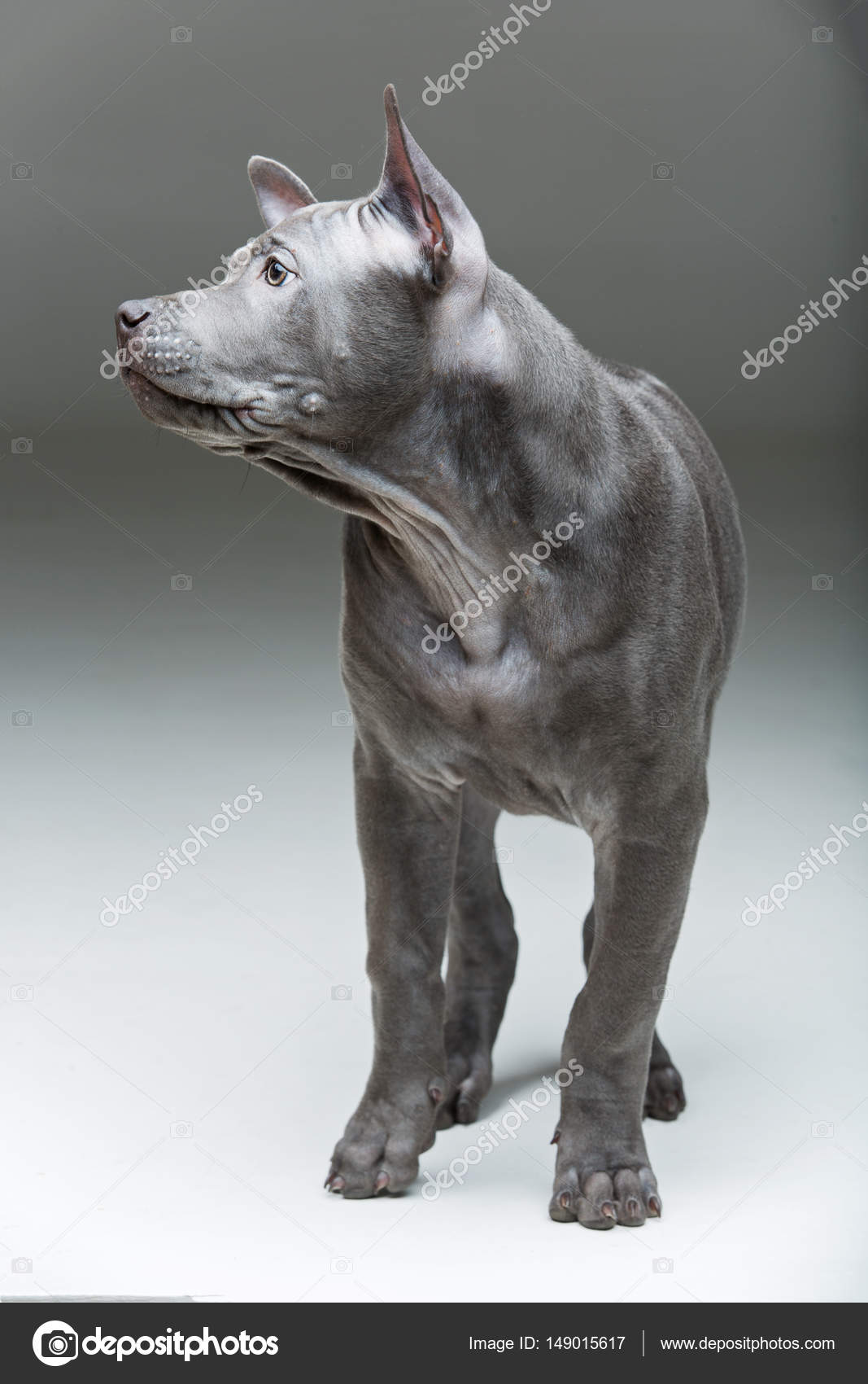 Blue Thai Ridgeback
