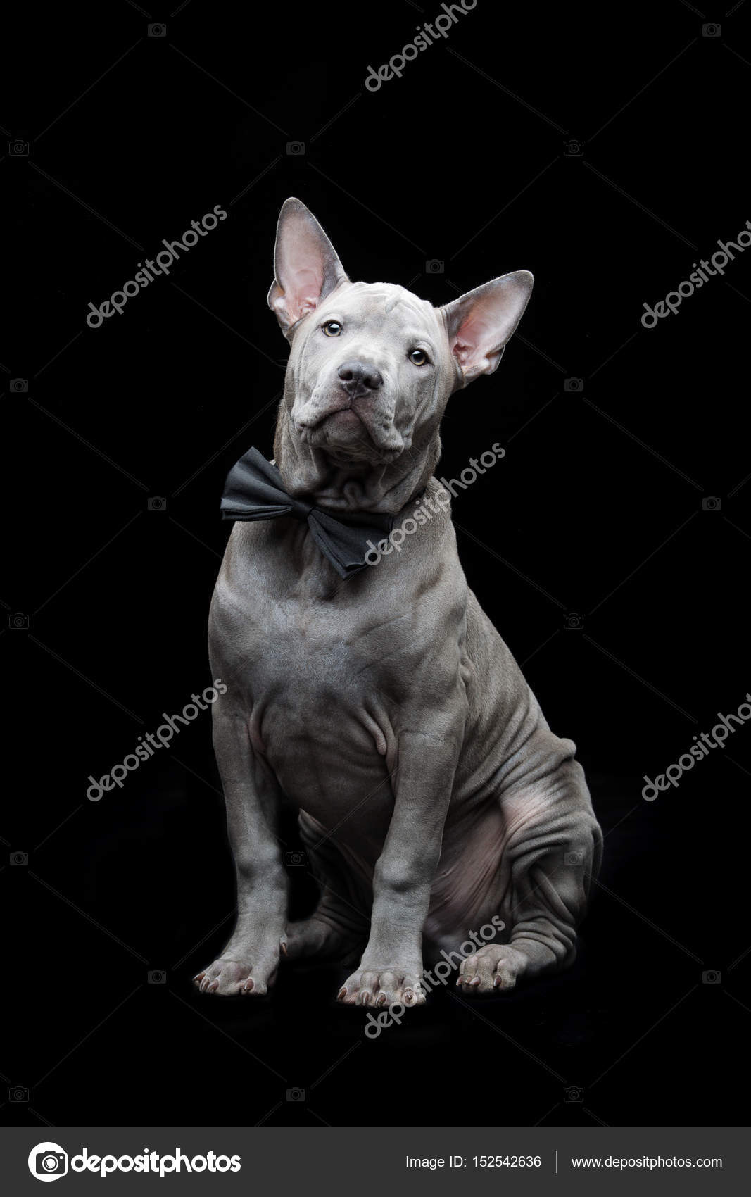 Blue Thai Ridgeback Puppy