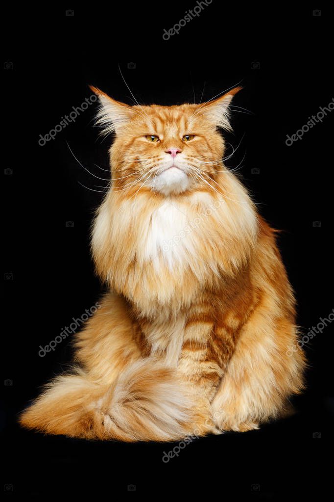 Ginger maine coon cat — Stock Photo © Svetography #161894938