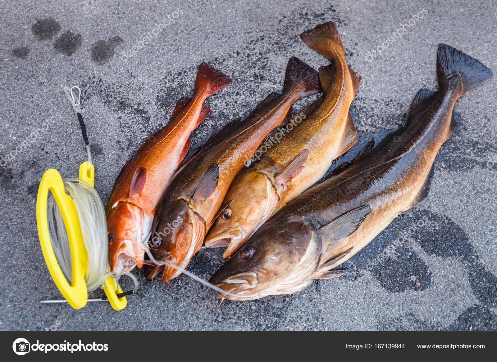 Fresh Norwegian fish Stock Photo by ©Svetography 167139944