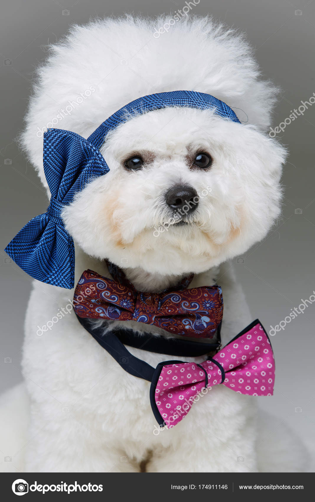 Grey Bichon Frise
