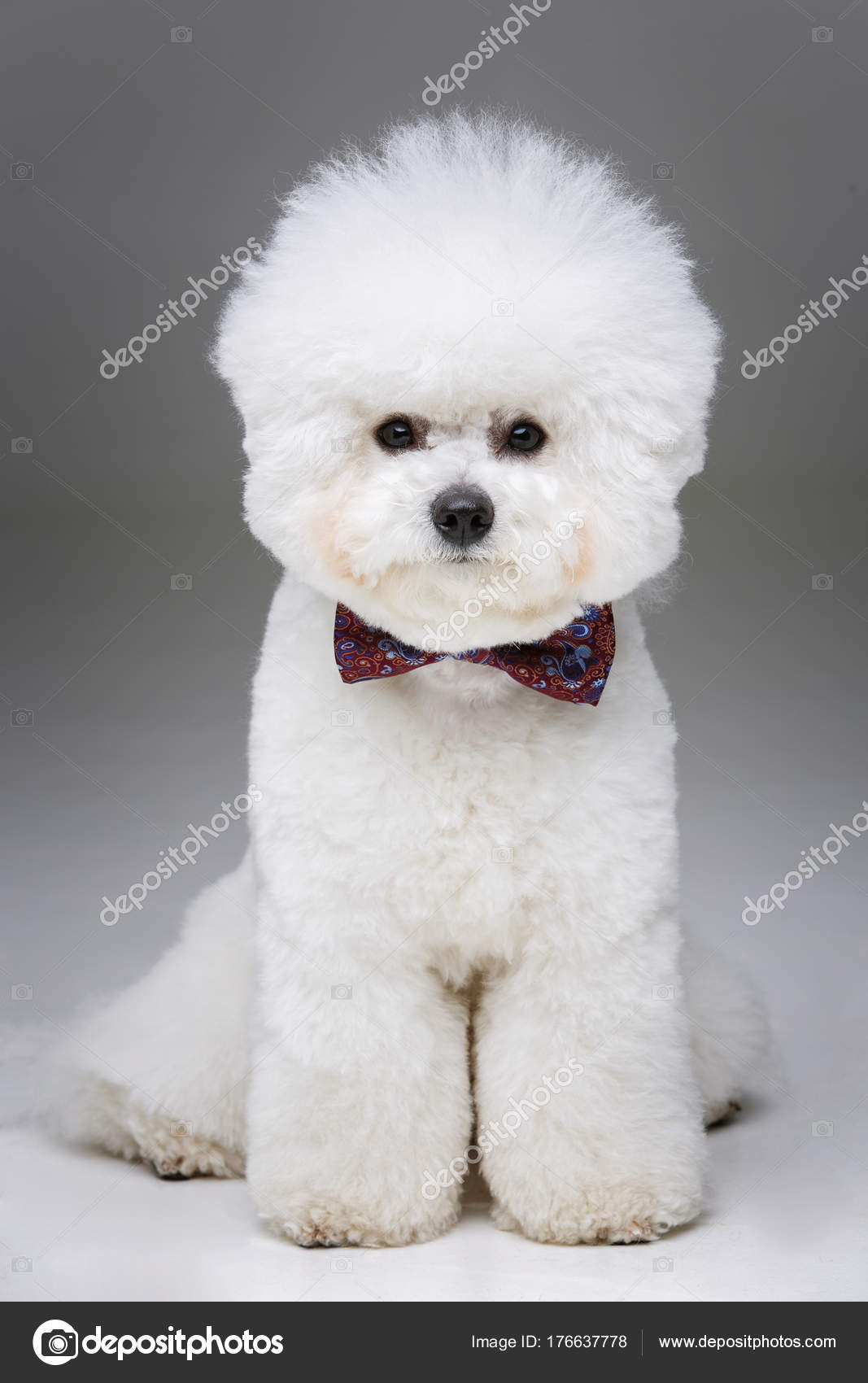 Grey Bichon Frise