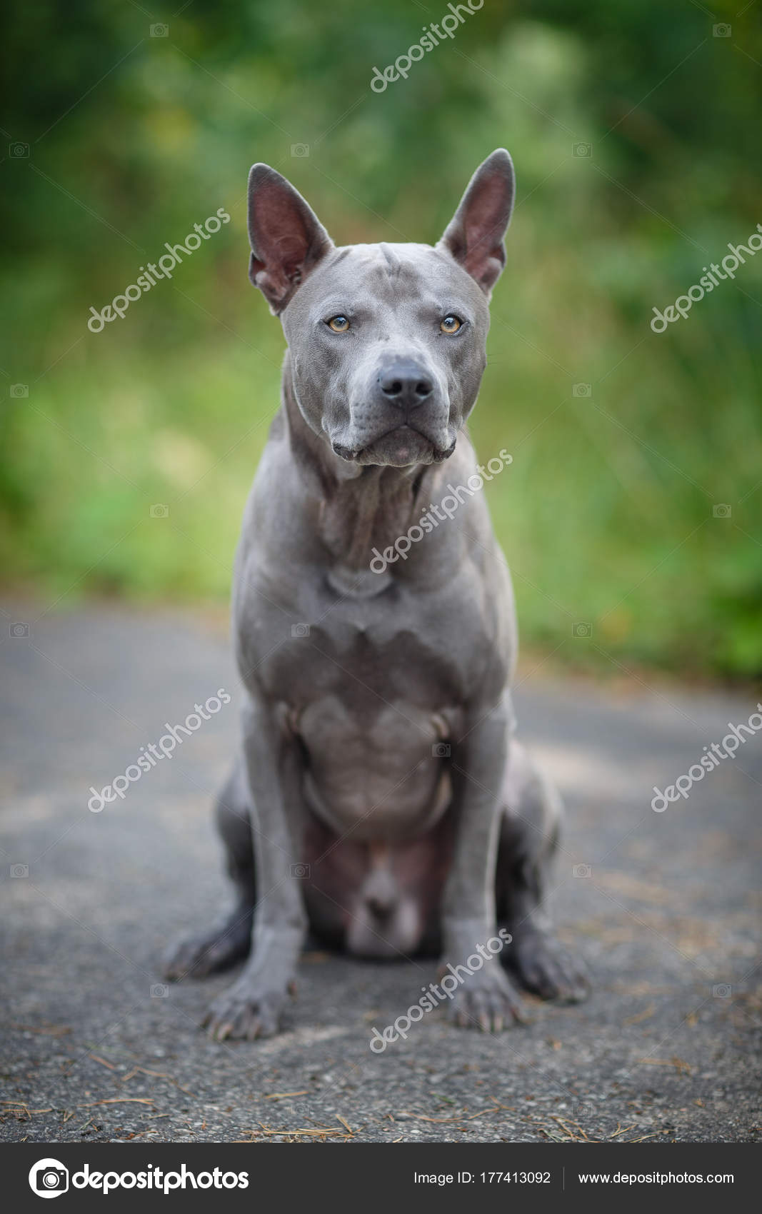 Blue Thai Ridgeback Puppy
