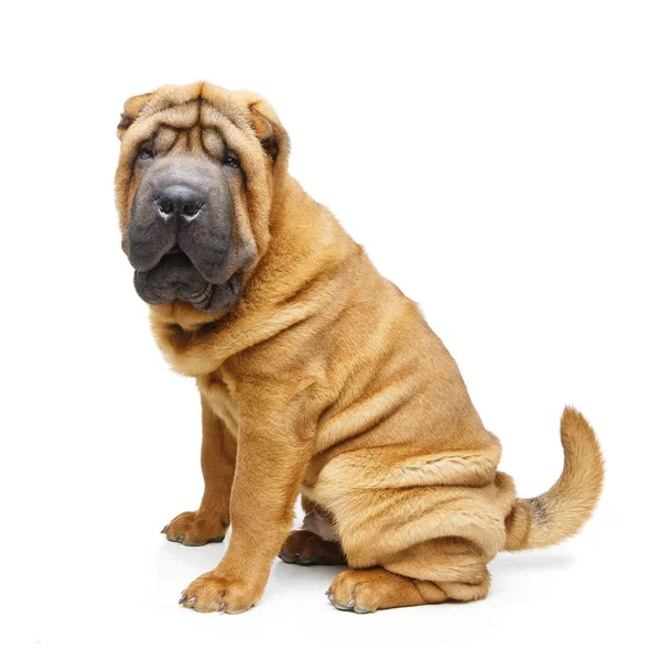 Sharpei dog — Stock Photo © kavita #2049067