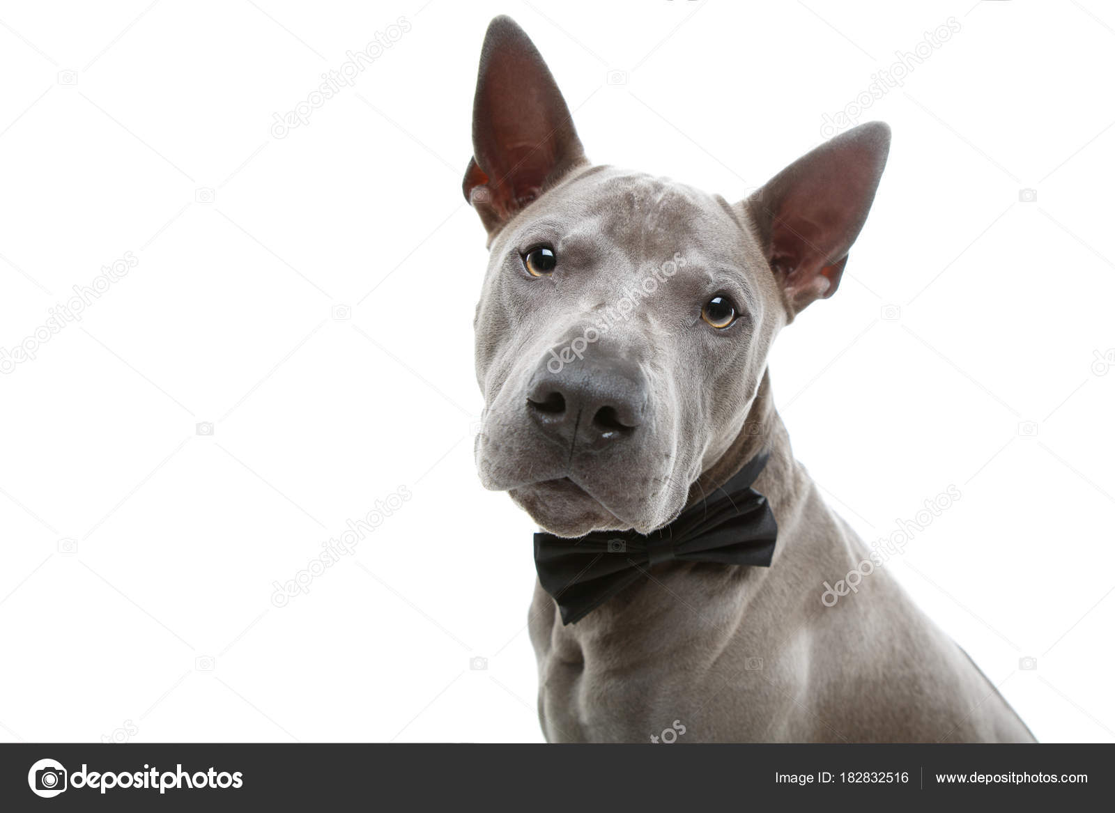 Blue Thai Ridgeback Puppies