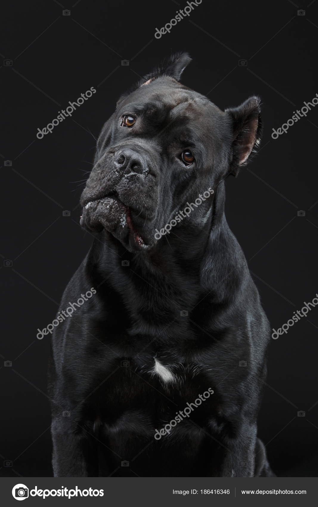 Are Cane Corsos Lickers