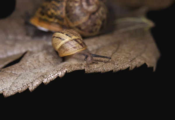 Snail and tortoise Stock Photos, Royalty Free Snail and tortoise Images ...