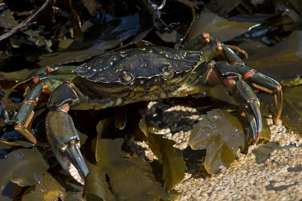 Green Shore Crab (Carcinus Maenus) — Stock Photo © davemhuntphoto #89196500