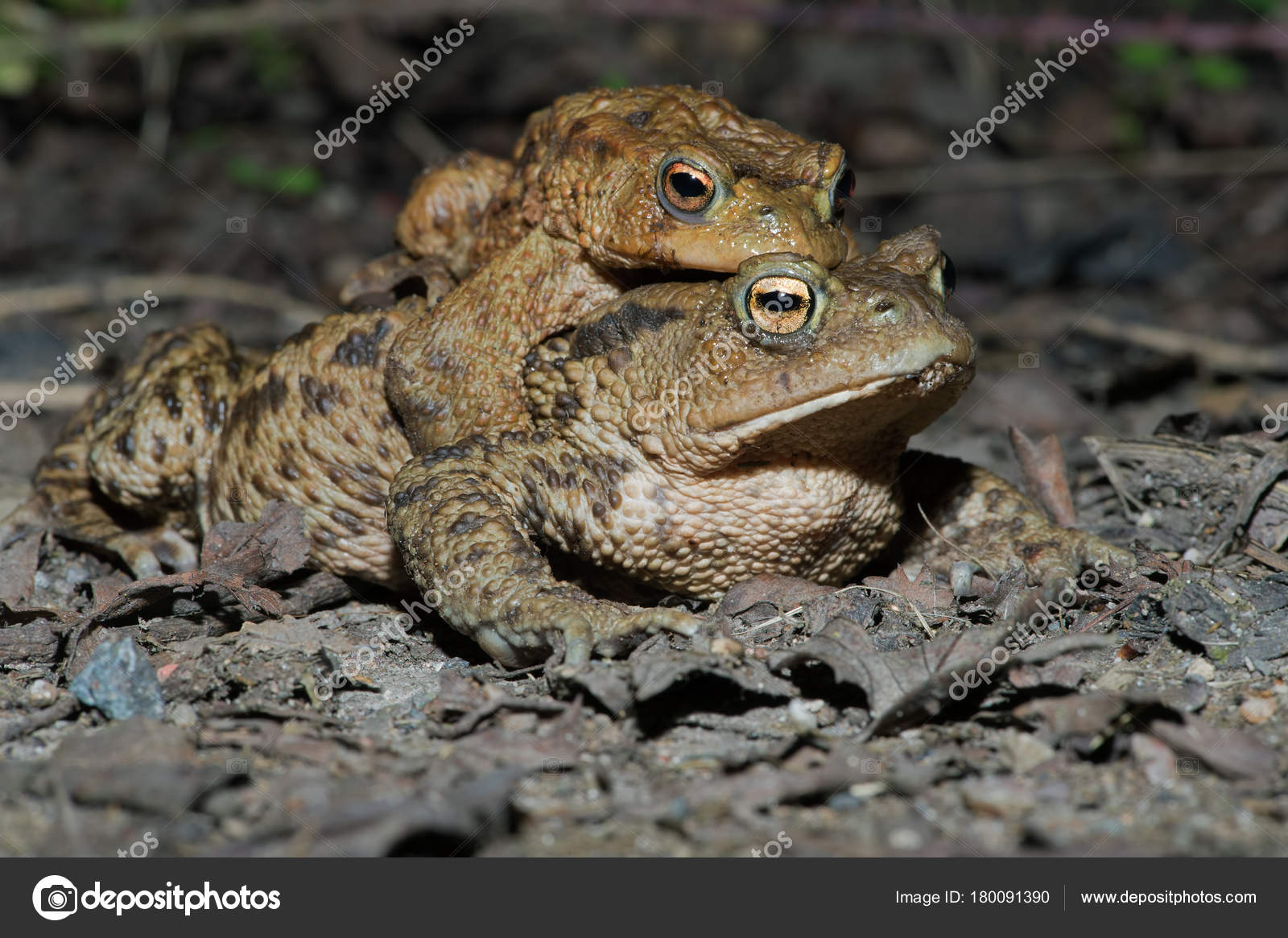Common Toad Bufo Bufo Red Male Female Toads Migrating Breeding — Stock Photo © davemhuntphoto ...