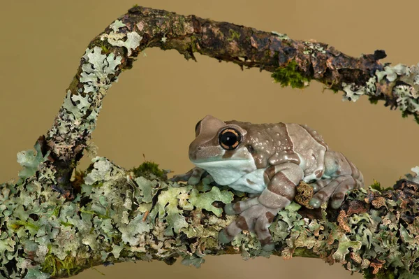 9,424,619 imagens de Frog in pipes sem royalties | Depositphotos