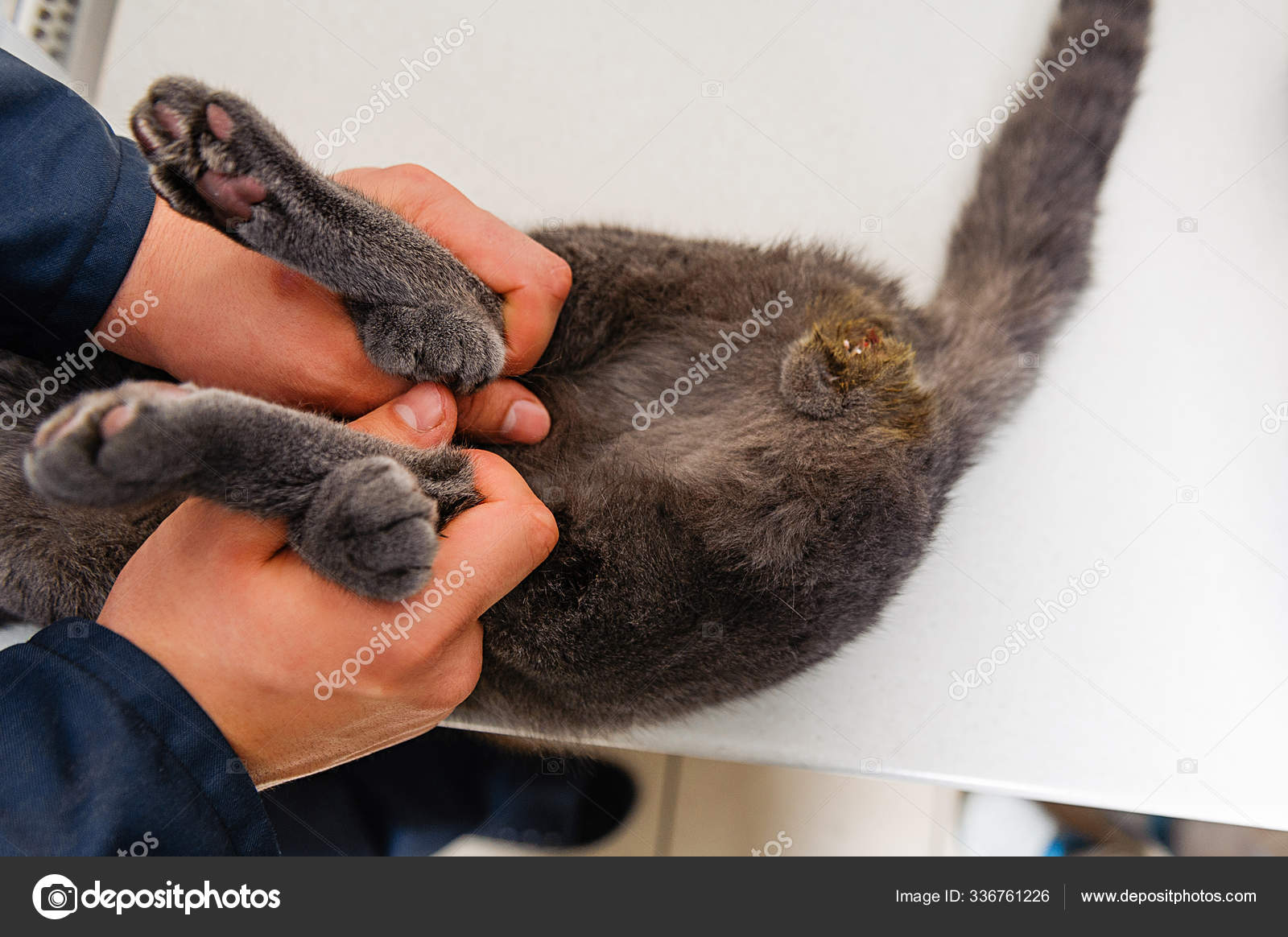 Operation Remove Testicles Cat Sterilization Pet Veterinary Clinic ...