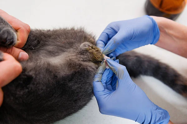 Operation Remove Testicles Cat Sterilization Pet Veterinary Clinic ...