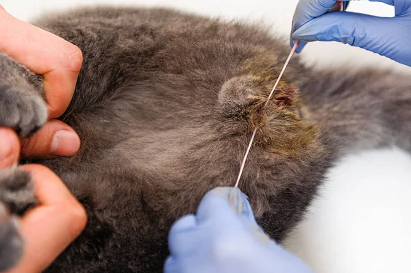 Operation Remove Testicles Cat Sterilization Pet Veterinary Clinic ...