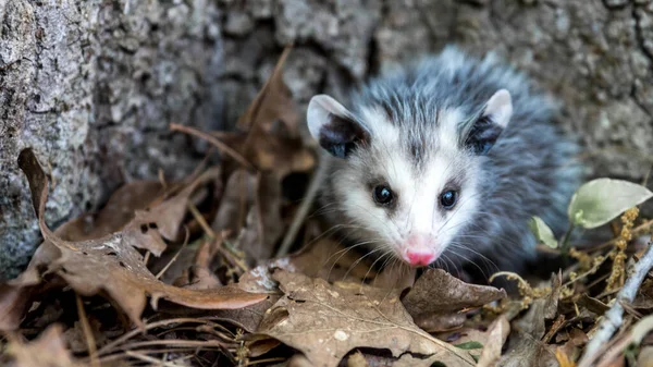 Possum Stock Photos, Royalty Free Possum Images | Depositphotos