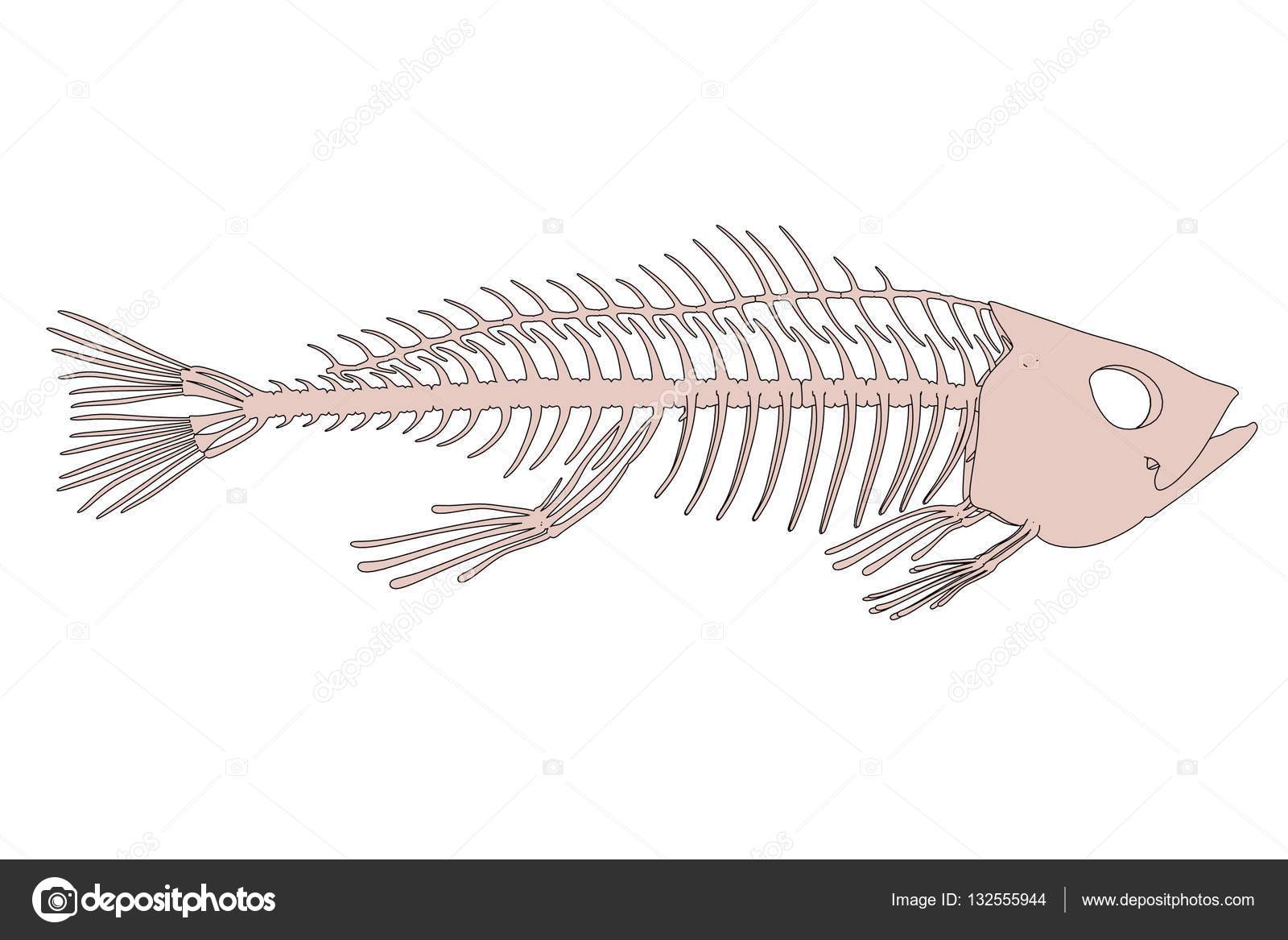 2d cartoon illustration of fish skeleton — Stock Photo © 3drenderings ...