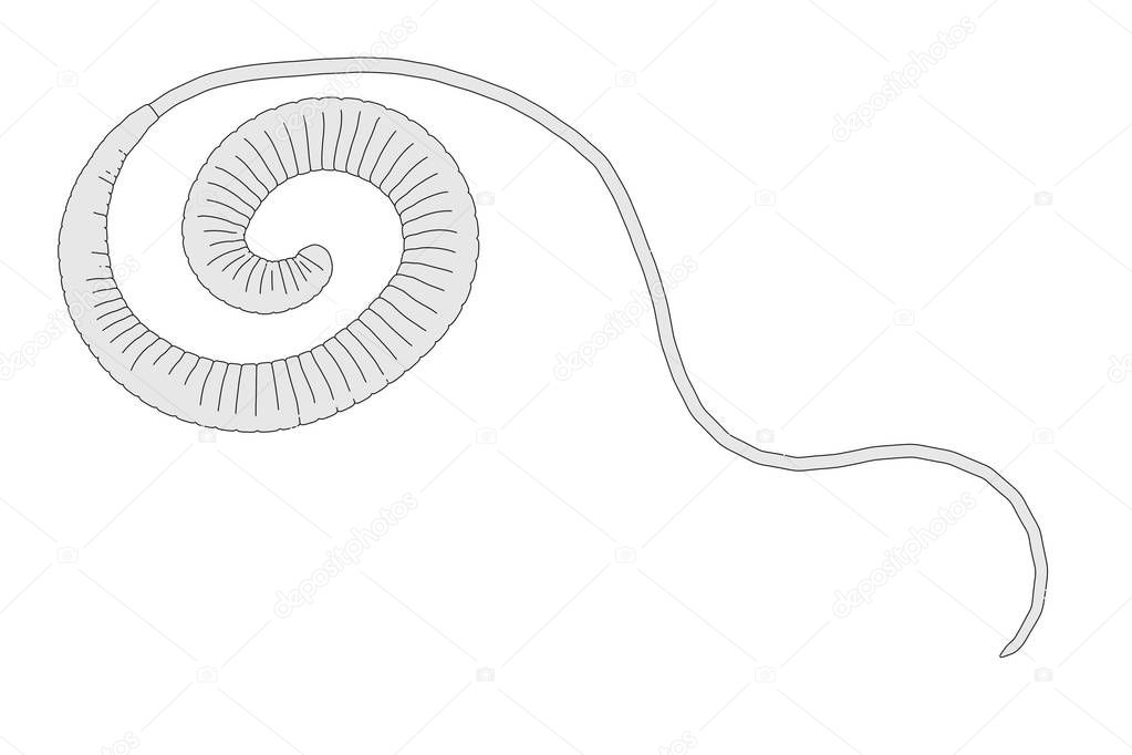 2d ilustración de dibujos animados de whipworm 2024