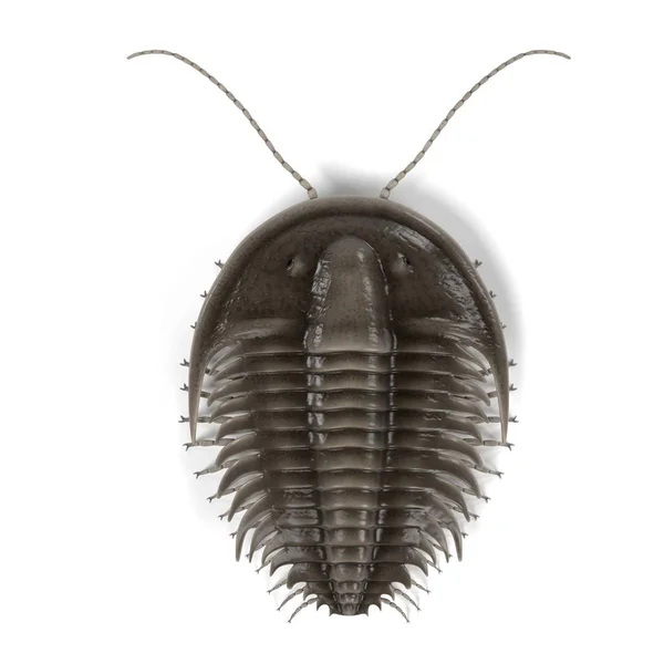 Trilobit Stockfotografier, royaltyfria Trilobit bilder | Depositphotos
