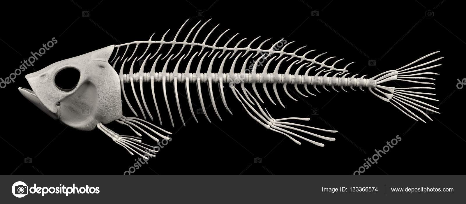 Realistic 3d render of fish skeleton — Stock Photo © 3drenderings ...