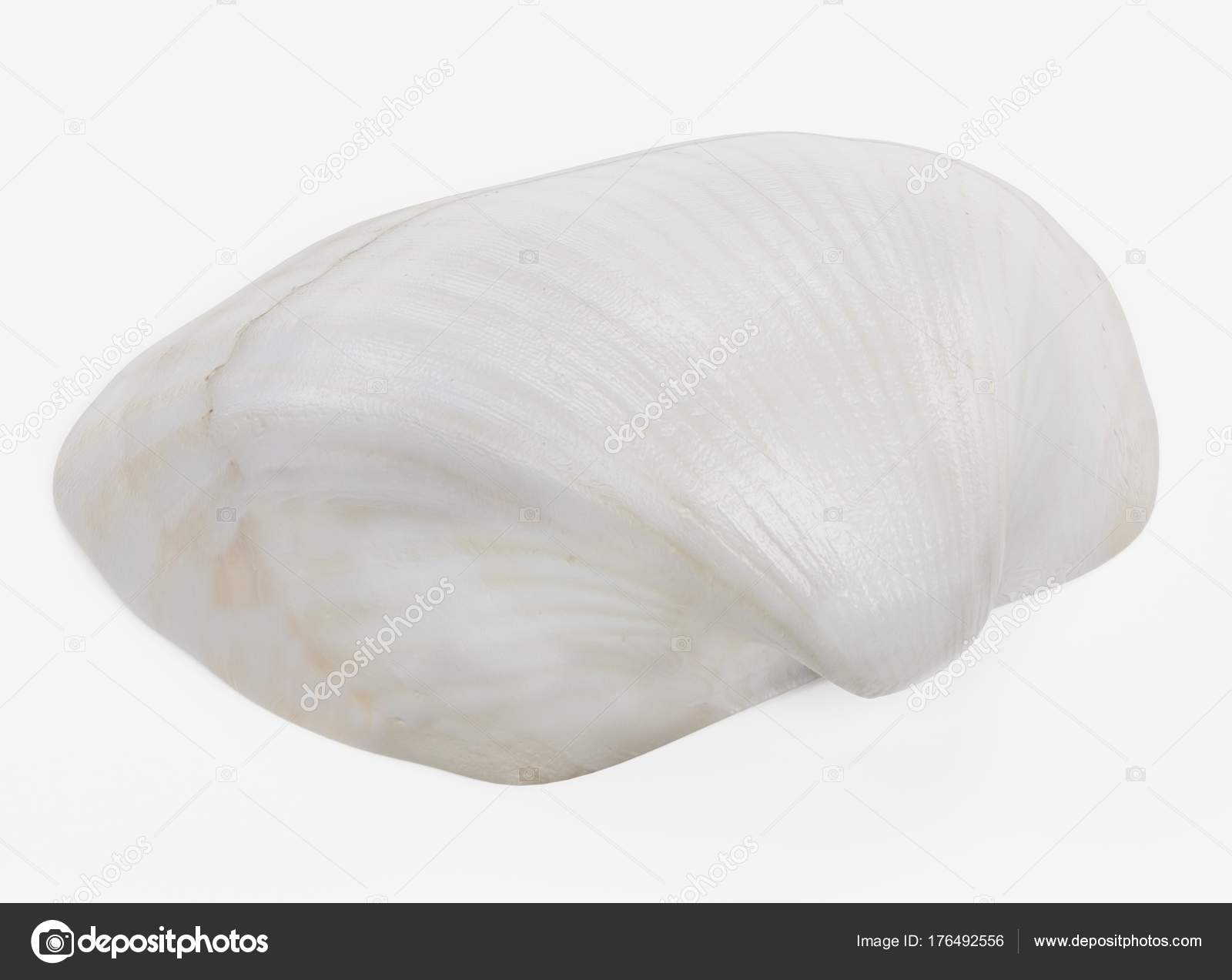 Realistic Render Clam — Stock Photo © 3drenderings #176492556