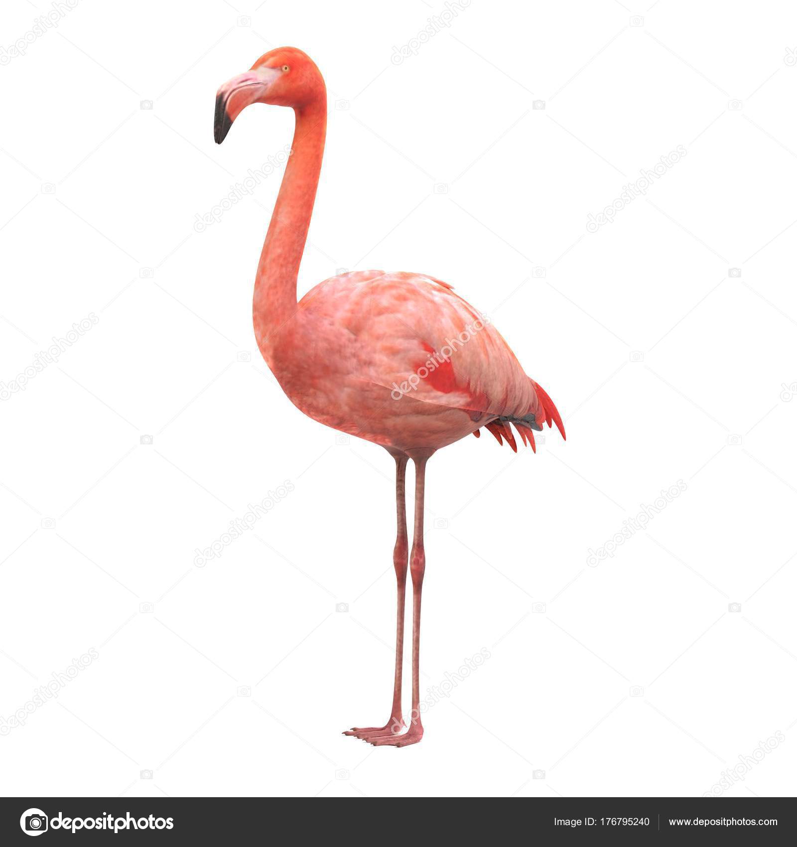 Realistic Render American Flamingo Stock Photo by ©3drenderings 176795240