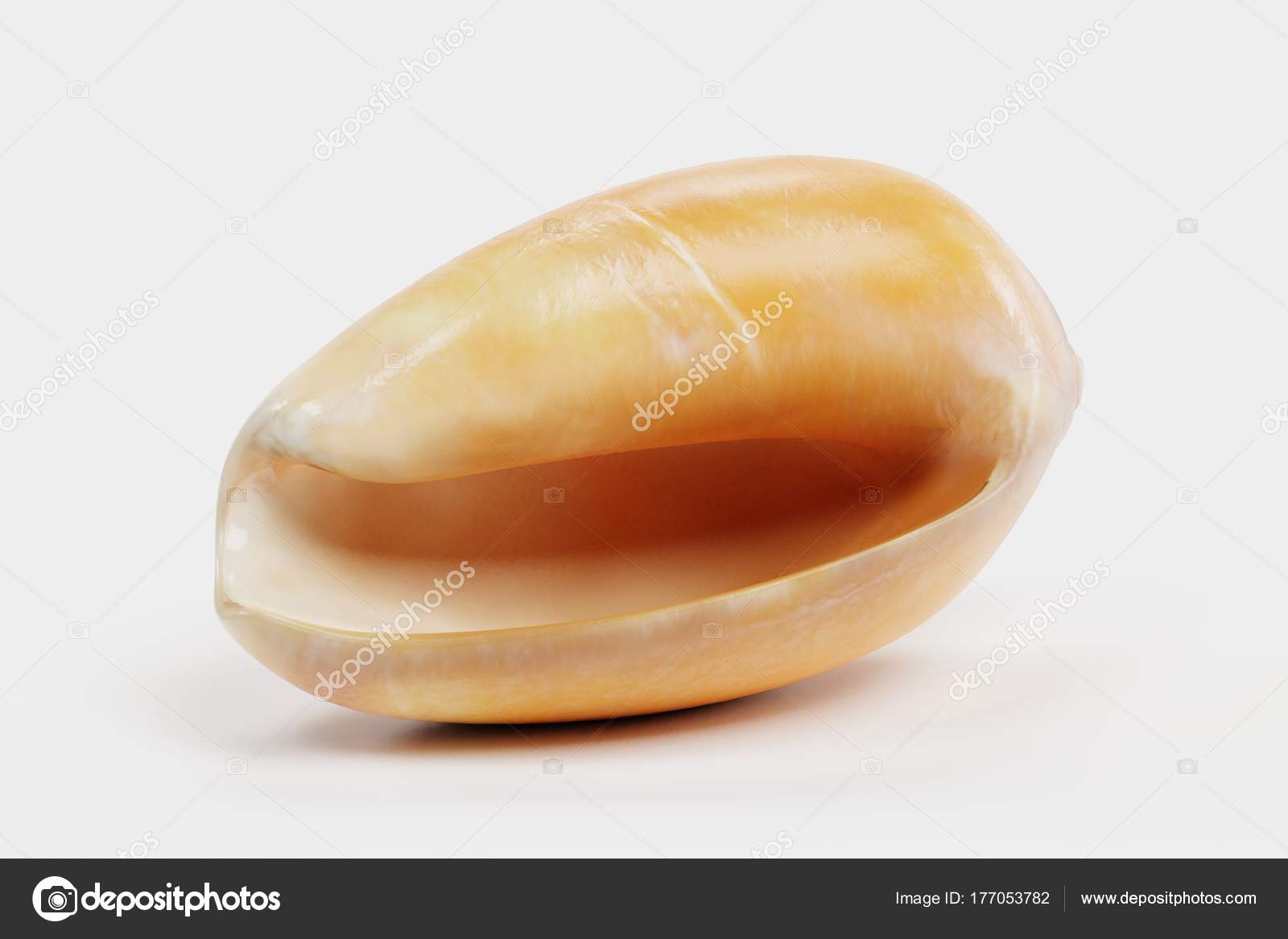Realistic Render Clam — Stock Photo © 3drenderings #177053782