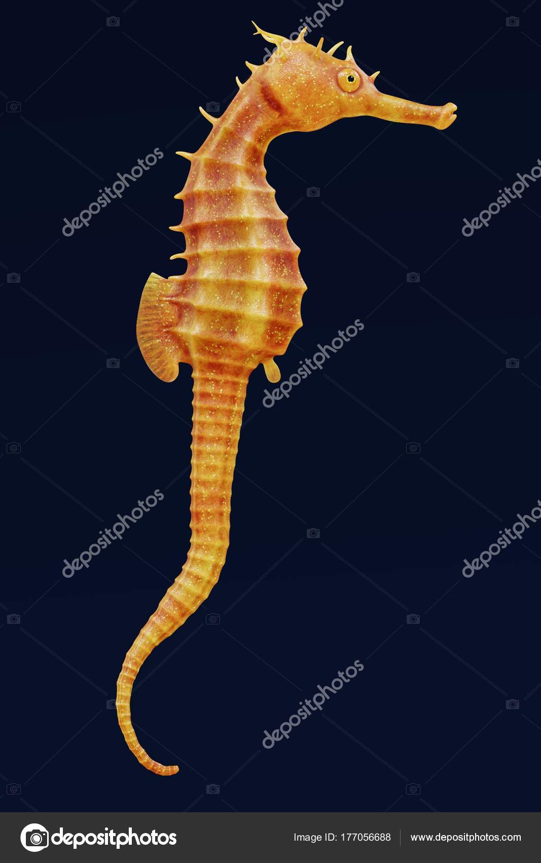 Realistic Render Seahorse Stock Photo by ©3drenderings 177056688