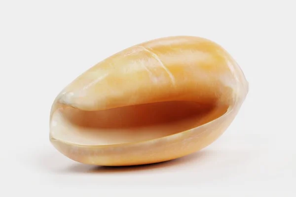 Modern clam Stock Photos, Royalty Free Modern clam Images | Depositphotos