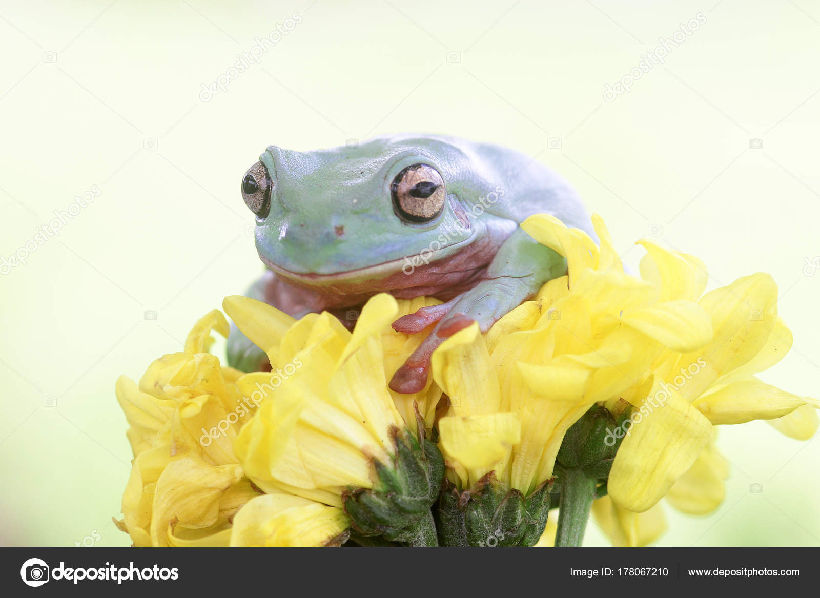 Tree Frog Dumpy Frog Animal Wildlife Mammals — Stock Photo ...