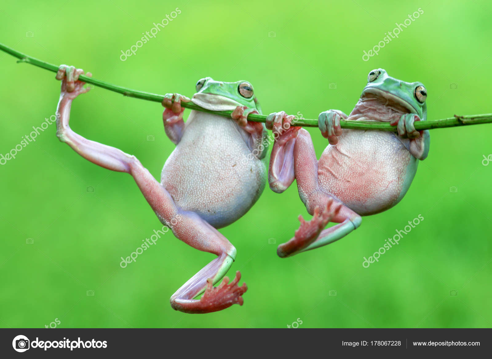Tree Frog Dumpy Frog Animal Wildlife Mammals — Stock Photo ...