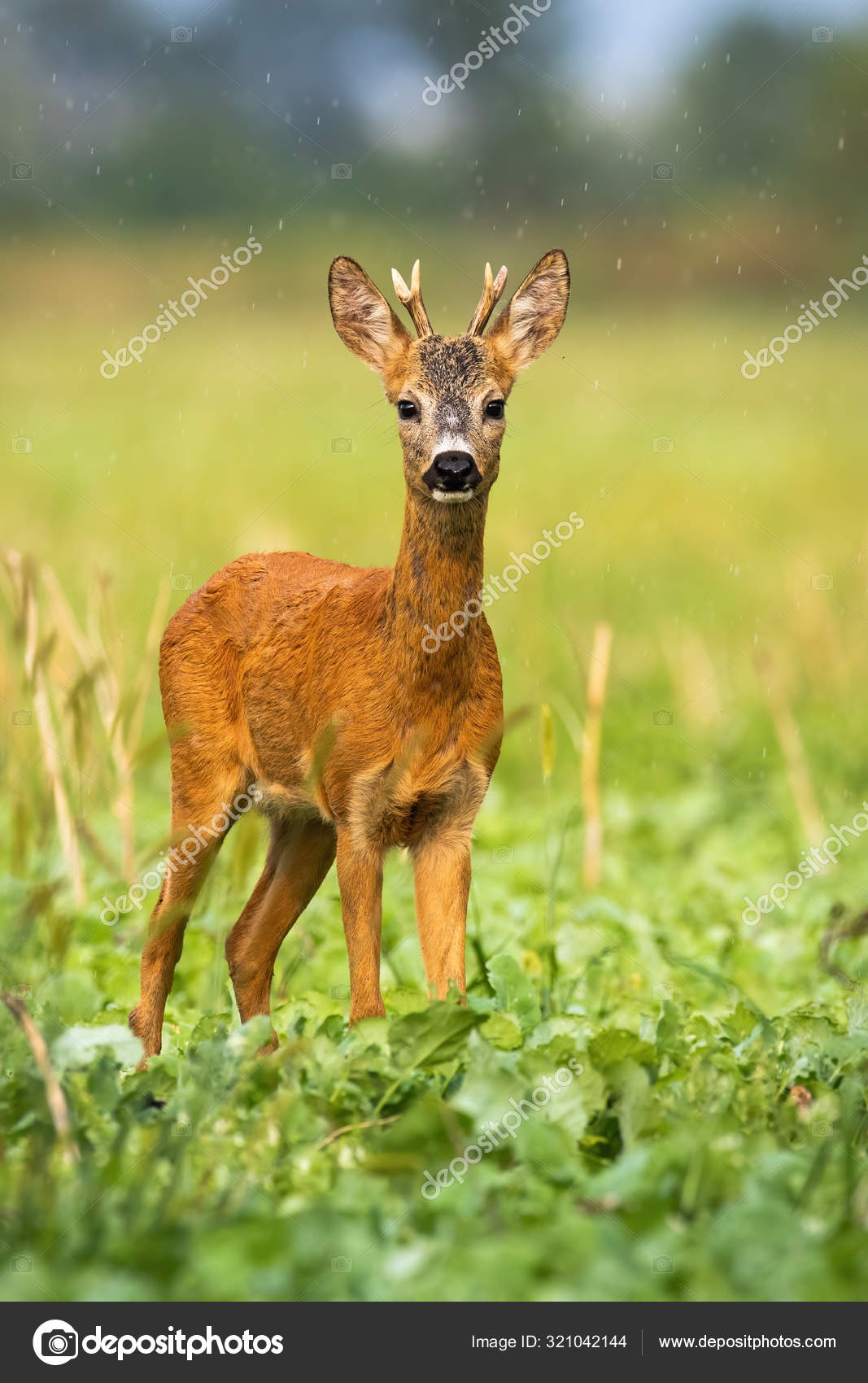 Young roe deer with small antlers posing in the rain in summer. — Stock ...