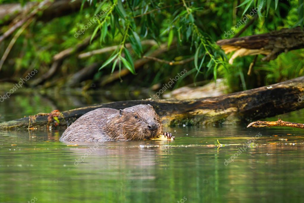 Castor eurasiático comiendo y mordisqueando madera en el río 2023