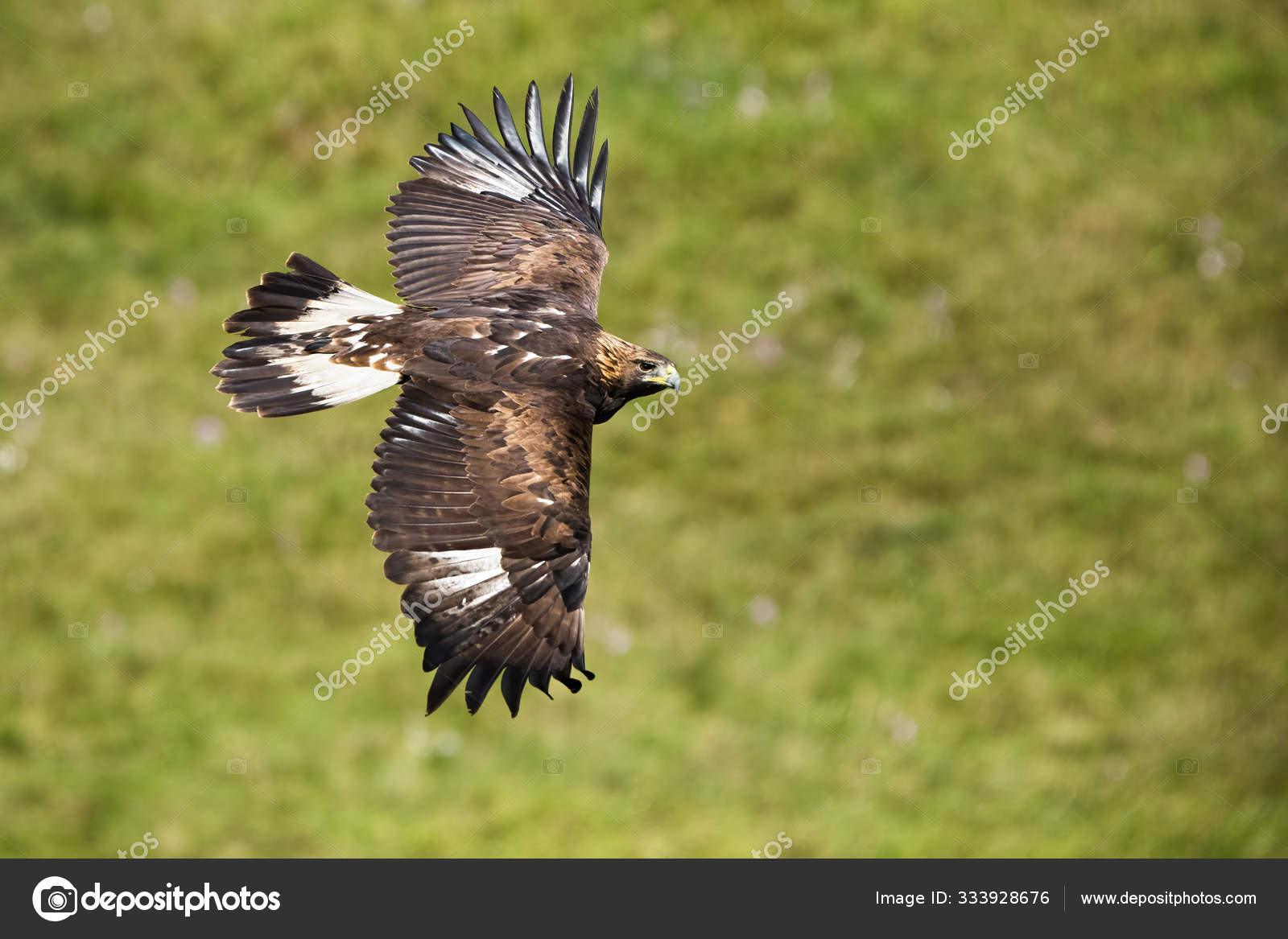 Golden Eagle Flying