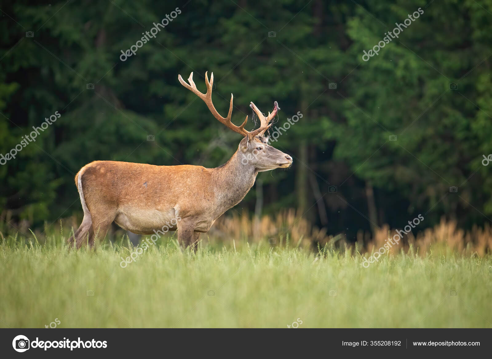 Surprised red deer stag with abnormal antlers looking aside in nature ...