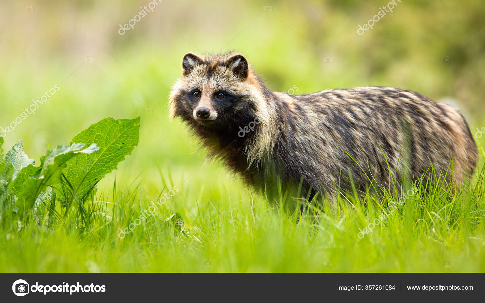 Raccoon Side View High Res