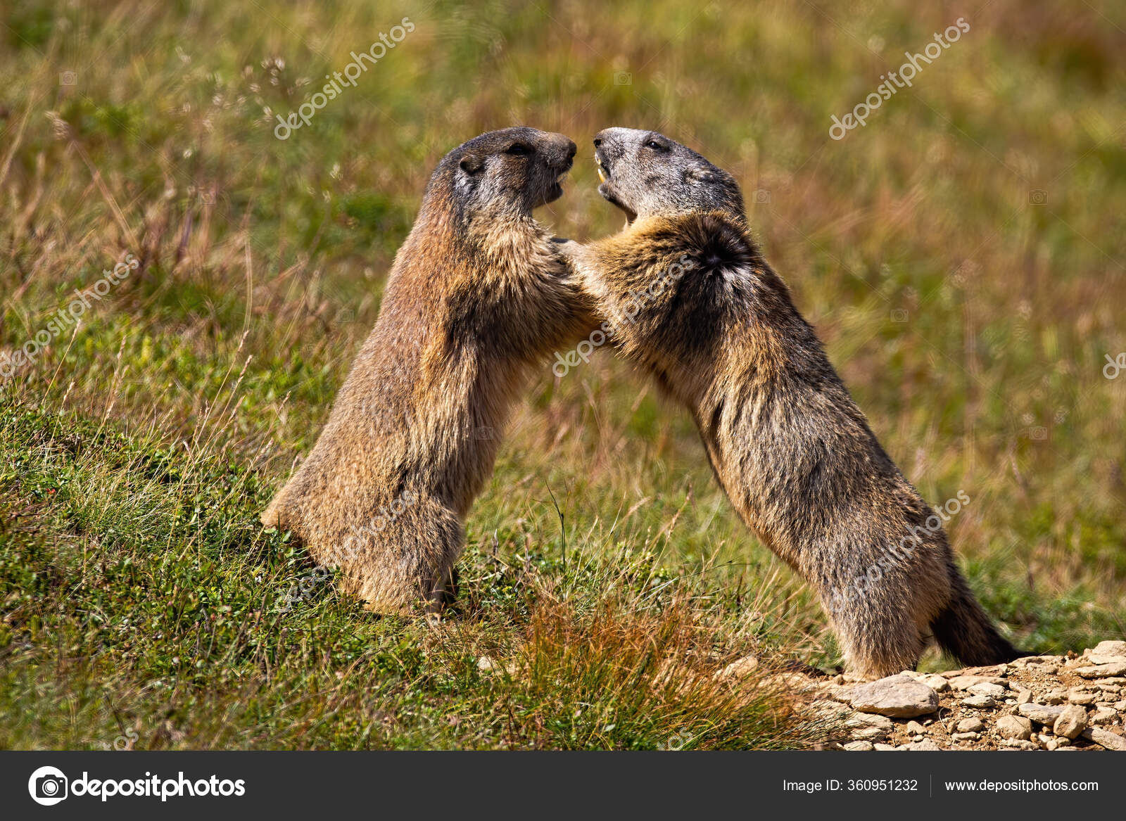 Alpine marmot, marmota marmota, fighting over territory near den entrance Stock Photo by ...