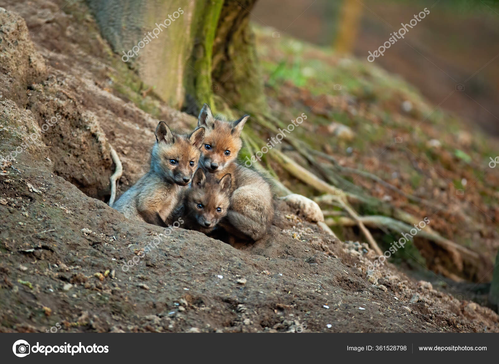 Fluffy red fox cubs exploring surroundings of their den in spring ...