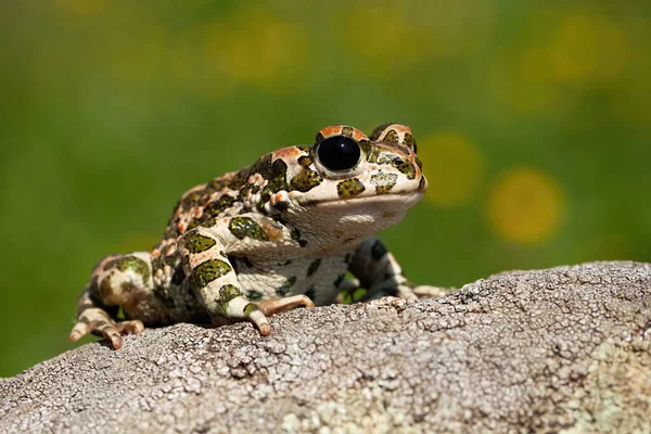 Curious european green toad looking with big black eyes in summer ...