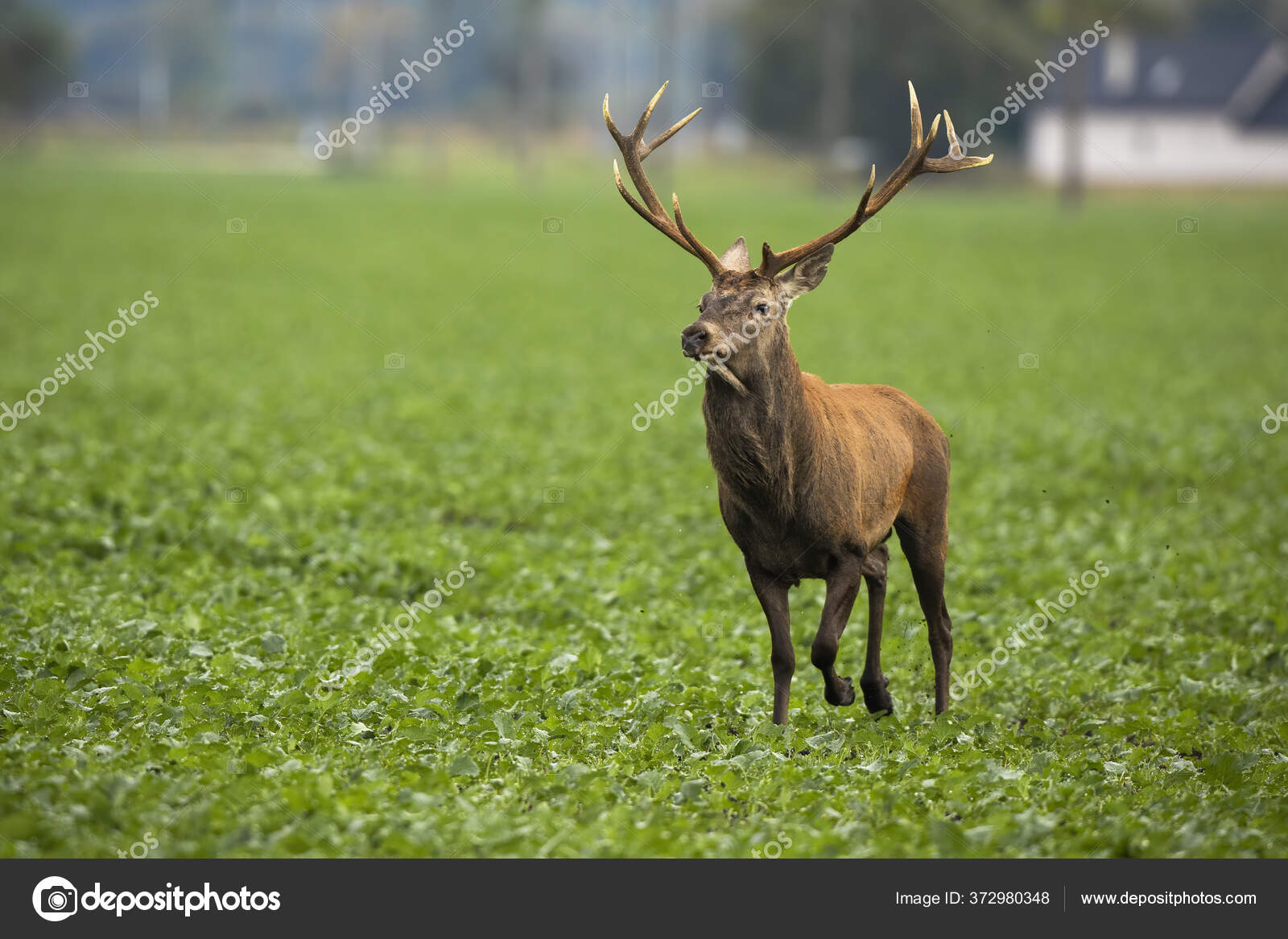Red deer stag running on agricultural field with village in background ...