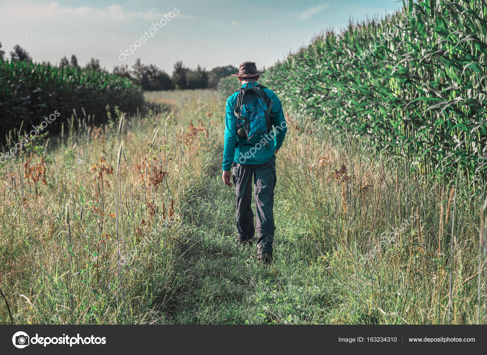 Man walking along corn field — Stock Photo © ysbrand #163234310
