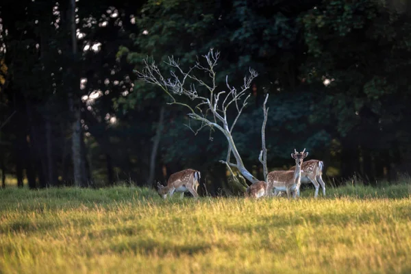 ᐈ Dead deer in snow stock images, Royalty Free dead deer photos ...