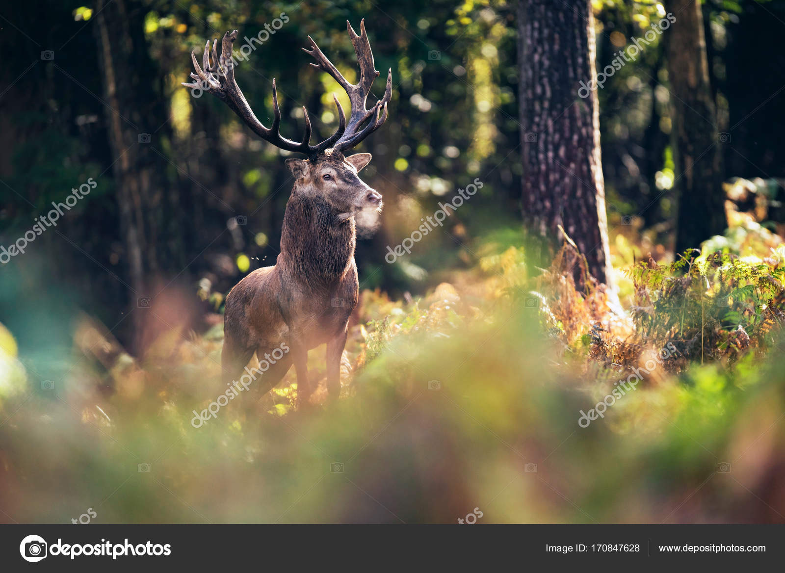 Deer in fall forest — Stock Photo © ysbrand #170847628