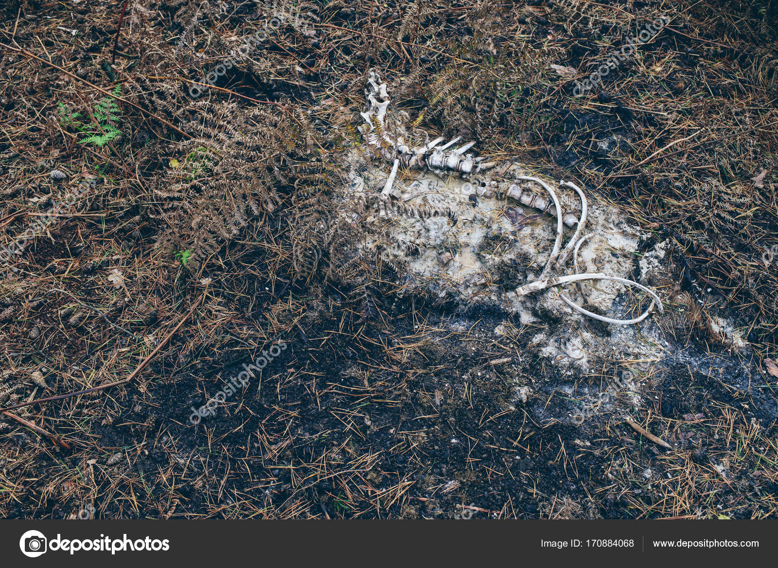 Decomposing skeleton of animal — Stock Photo © ysbrand #170884068