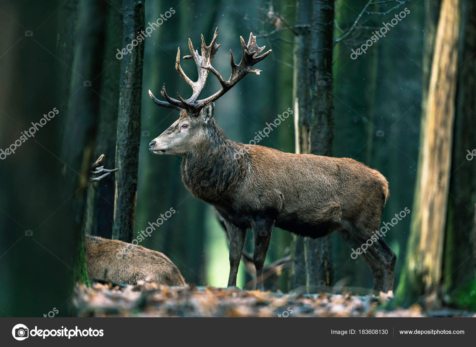 Deciduous Forest Deer