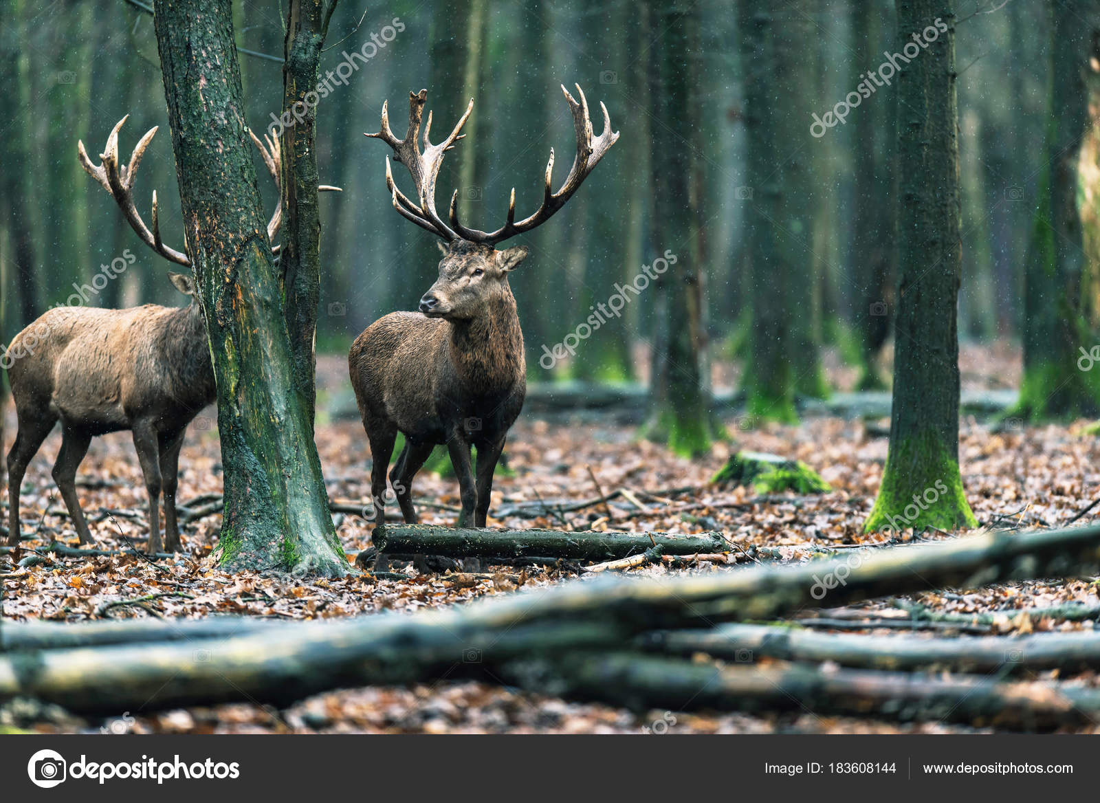 Temperate Forest Deer