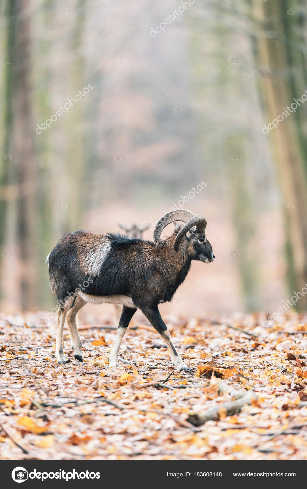 Mouflon ram in autumn forest — Stock Photo © ysbrand #183608148