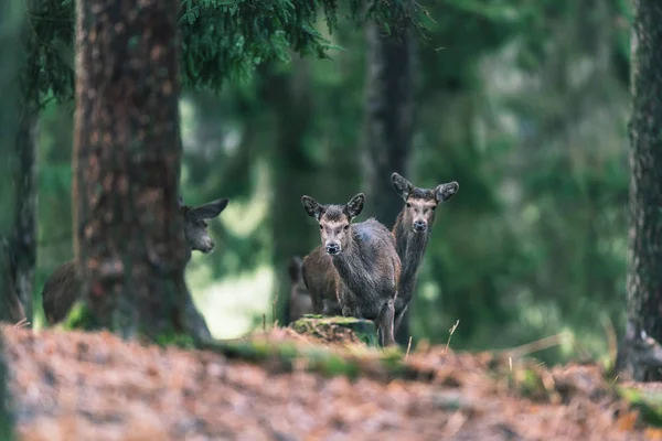 Animals in pine forest Stock Photos, Royalty Free Animals in pine ...