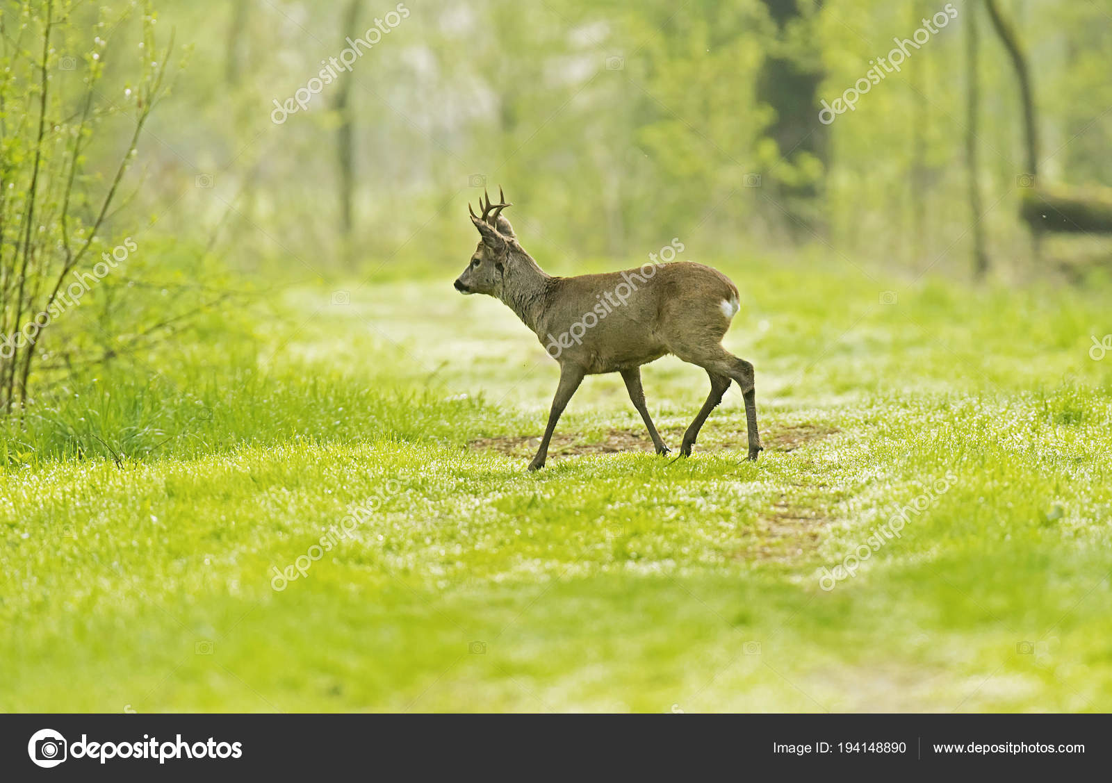 Deer crossing forest path — Stock Photo © ysbrand #194148890
