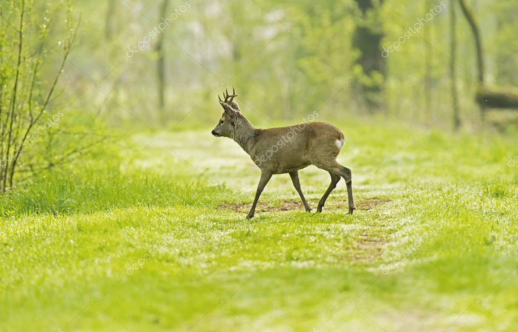 Deer crossing forest path — Stock Photo © ysbrand #194148890