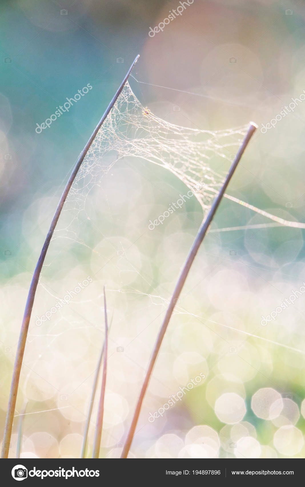 Cobweb and spider between stems of grass — Stock Photo © ysbrand #194897896